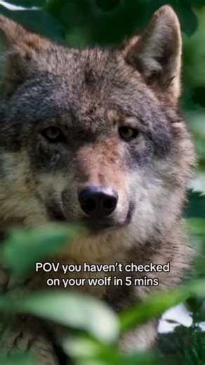 team jacob hive rise 🐺❤️ #twilight #teamjacob #redwolves #americanredwolf #saveredwolves | Fahlo