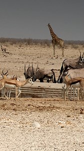 255K views · 2.7K reactions | A variety of animals in Etosha National Park, Namibia. #namibia #etosha#animals#namibiatravel #travelnamibia #safari #wildlife #africanwildlife #africansafari #explorepage #trendingvideos #viral #wildlifephotography | Nwrnamibia | Facebook