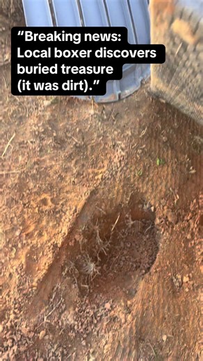 Tell me you have a boxer without telling me you have one? Puppy stage is rough! #boxer #baddogsoftiktok #dogs