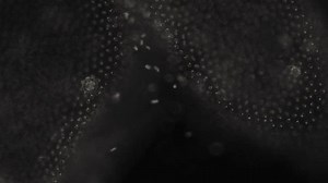 clip-3647443303-methods-study-protozoa-algae-bacteria-under-microscope