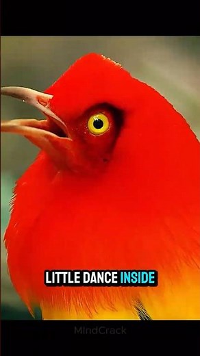 Top 4 Animals With the Strangest Mating Rituals #WeirdAnimals #AnimalFacts #WildlifeShorts