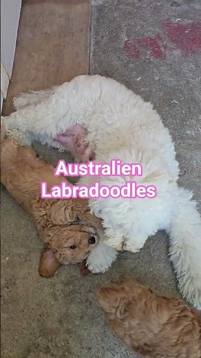 Australian Labradoodles mini #AustralienLabradoodle #Welpenliebe #DoodleWelpen #SüßeWelpen