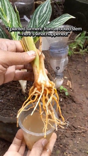 Planting turmeric from a rooted stem is a simple way to grow turmeric at home. This container gardening method is suitable for small spaces and home gardens. Turmeric grows well in pots with loose soil, good drainage, and regular watering. This approach is ideal for beginners who want to grow their own food naturally. #growingturmeric #howtogrowturmeric #containergardening #homegardening #organicgardening | Bangkit Sanjaya