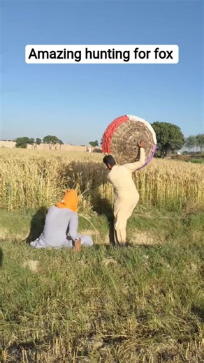 Amazing hunting for fox #farming #hunting #animals