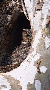 33K views · 3.5K reactions | Nesting great horned owls | Harry Collins Photography | Facebook