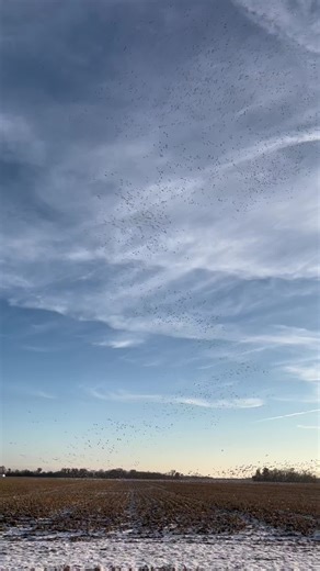 Could watch these spins for hours #illinois #fyp #snowgeese #waterfowlhunter #blowup
