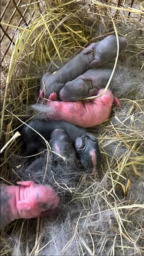 These Mini Rex babies from Bluebell are Picture Perfect!! #pekinpinesbluebell #HGicecream #minirex