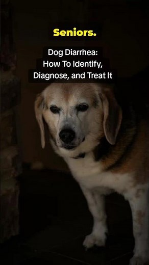 Dog Diarrhea Explained: Signs, Causes, Diagnosis & Effective Treatment. #DogDiarrhea #VetTips