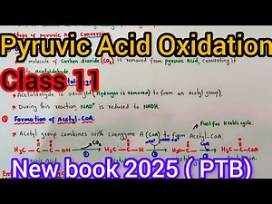 Pyruvic Acid Oxidation | Class 11 Biology | New Book 2025 PTB