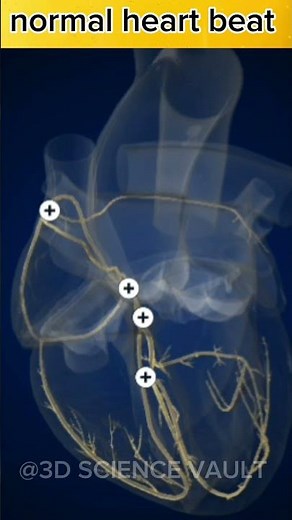 Normal Heart Beat | 3D Heart Animation