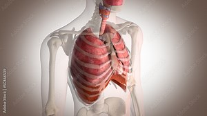 internal organs in action perspective view with motion