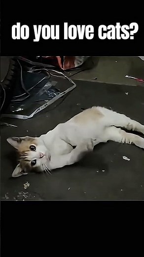 do you love cats? #cqt #cats #kitten #catlovers #pets #catshorts #cutecat