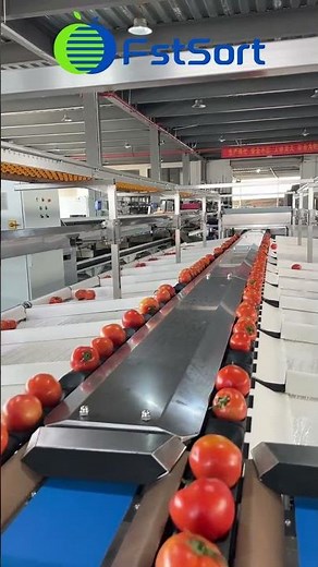 Industrial tomato sorting machine,grading equipment for fruits and vegetables,tomato sorter