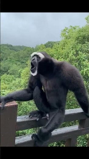 Sound of a Howler monkey.