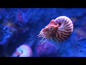 15 Sea Animals With Shells