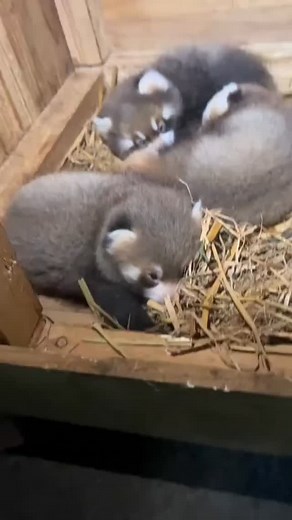 Red Panda lovers community🐼 | The original fire fox! 🦊🔥 The red panda is a tree-dwelling marvel from the Himalayan forests. With a “false thumb” for gripping bamboo and... | Instagram