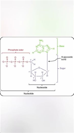 Structure of DNA Explained | Double Helix Model | NCERT Biology | NEET