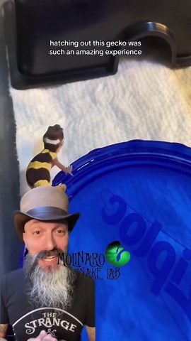 We successfully hatched a Leopard Gecko!