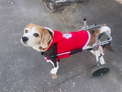 I went to see the vet on Christmas Day. The blood test still shows high references for my liver. My vet consulted with the Hepatologist who suggested that I can be a hormone. So, Cushing test is suggested. We have to collect my urine in the morning and submit it to them in a morning, 3 days in a row. With the mass in my liver and spleen. As one of them located deep and close to the rib. The can’t do biopsy with the needle as it can damage my nerve also have to do under anesthesia. The Oncologist