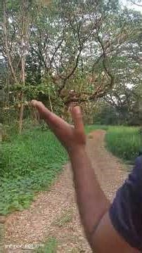 #Do pyar karne wale song#jungle video #dangruse island 🏝️ in Kerala #trending #viral