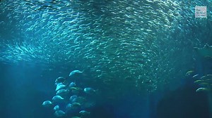 Climate Change Threatens Deep Sea Creatures