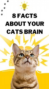 These facts about a cat's brain will amaze you !! 🧠🐾 Follow for more 🐾🐈 . . . . Dm for credit-🎥 . . . . . . . . . . #catfacts #catbrain #tabby #tabbycatworlddomination #tabbycat #petfact #pet #petlovers #petsagram #furrycat #furryfeline #facts #factsdaily #catsagram #catsanddogs #catfriends #catloaf #catsoftheday #cats_of_instagram #instacats #catmom | Ask My Cats