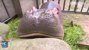 Being a zoo keeper doesn't just mean hanging out with animals all the time. There is a lot more you need to do, including cleaning their poop. | China Xinhua News