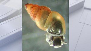 New invasive species found in Lake Tahoe