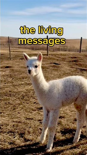 The Living Messages ☝️✨🦙#motivationallife