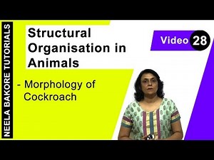 Structural Organisation in Animals | NEET | Morphology of Cockroach | Neela Bakore Tutorials