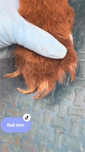 Trim some Bear… I mean chow claws with me 😜 #nailtrim #groomer #doggrooming #groomingbyhannah #doggroomer