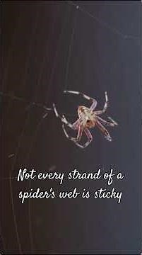 How Do Spiders Walk on a Sticky Web? The Shocking Answer! #facts #shorts #spider