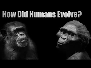 Human Evolution | Hominin Evolution | Early Humans |The Process Of Evolution |How Did Humans Evolve?
