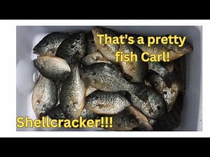 How to Catch Shellcrackers all summer Long.#fishing #fishingvideo