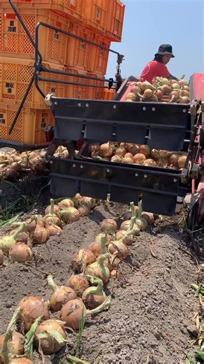 𝗢𝗡𝗜𝗢𝗡🧅🧅🧅 An onion is a widely cultivated vegetable in the Allium genus, known for its strong flavor and use in cooking. It's a bulbous plant, with the bulb being the most commonly eaten part. Onions are a staple in many cuisines and are also known for their potential health benefits. 𝗥𝗦 𝗔𝗚𝗥𝗢 𝗙𝗔𝗥𝗠 Ravindu Iresh Subodani Sadana #onion #agriculture #usa #indianfood #japan #southkorea #srilanka #nuwaraeliya | 𝗥𝗦 𝗔𝗚𝗥𝗢 𝗙𝗔𝗥𝗠