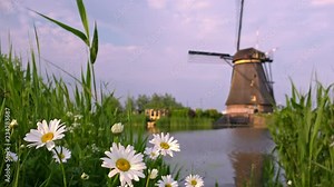 Chamomile flowers growing near water canal and old Dutch windmill. Picturesque rural Holland scenery. Focus switches from background to foreground. Alblasserwaard polder, Knderdijk, Netherlands.