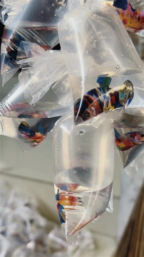 Explore 300 Stunning Multicolor Betta Fish