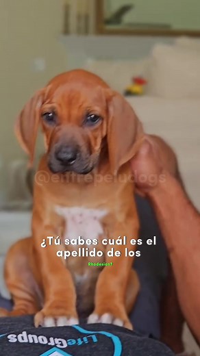 Todo sobre el Rhodesian Ridgeback: características y cuidado