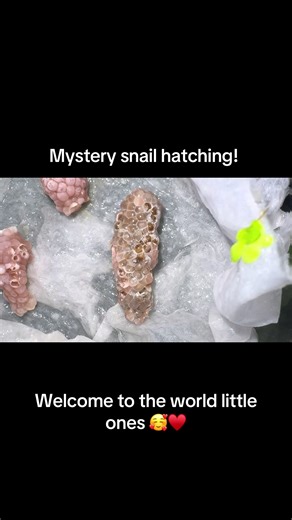 As the fish heal from ick, I wanted to spread some joy. Help me welcome these little baby mystery snails ♥️ disclaimer the video is speed up this is a very slow process. #aquarium #mysterysnail #hatching