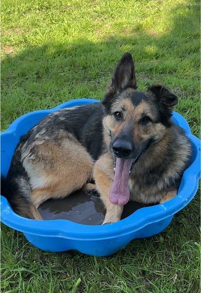 Too Warm for Cada ♥️🐶#malandpalpetservices