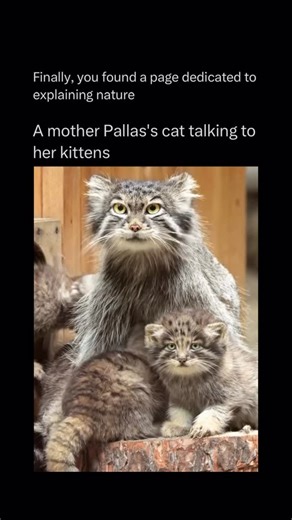 Explaining Nature on Instagram: "The Pallas’s cat, also known as the manul, is a small wildcat native to the grasslands and rocky steppes of Central Asia. At first glance, it looks larger than a domestic cat because of its extremely dense, fluffy fur and stocky build, but in reality, it’s about the same size, just far puffier. Its coat, which shifts from gray in winter to more reddish in summer, is perfectly adapted to blend in with its harsh, windswept environment. What makes the Pallas’s cat e