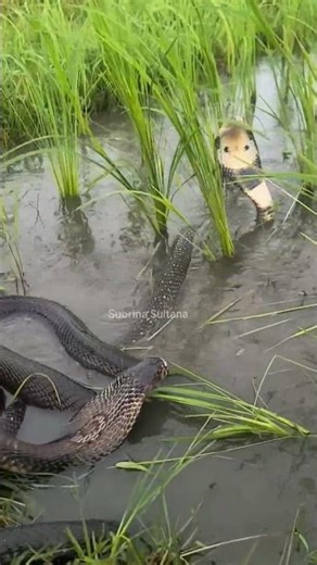 Cobras Playing in the Rain — A Stunning Scene of Nature