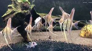 Fully acclimated altum angels 2018 batch now available @ simply cichlids | Simply Aquatics