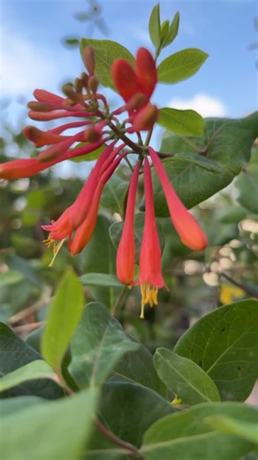 Native of the Week: Coral Honeysuckle (Lonicera sempervirens) One of our all-time favorite native vines and for good reason! It’s loved by various types of bees and butterflies as well as hummingbirds for its nectar content. Their fruit is attracts purple finches, goldfinches, and American robins! Larval Host: Spring Azure, Snowberry Clearwing Moth | Buchanan's Native Plants