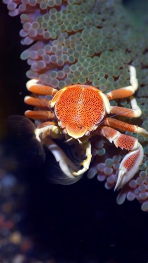 Alexandre Bouzigues on Instagram: "In the muck of the Lembeh Strait, Indonesia, the porcelain crab (Neopetrolisthes maculatus) hides gracefully among the tentacles of sea anemones. Its delicate, spotted body and fan-like claws make it one of the most photogenic tiny residents of the reef. Despite its fragile appearance, this little crab thrives in the strong currents, using its feathery arms to filter plankton from the water-a perfect example of beauty and resilience in the hidden world beneath 