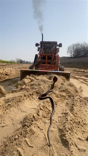 During the soil loading, a dangerous snake got trapped in the bucket as well.