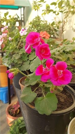 3 winter tips for Geranium plant #shorts