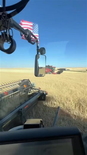 209K views · 2.7K reactions | Just a wheat farmer paying the bills by growing the canola. #wheatharvest2025 #agriculture #easternwashington #farm-life #farm #rural #caseih #johndeere #tractor #wheat #agvocate #farming #ag #agfacts #womeninag #womeninagriculture #farmer #harvest #canola #combine #softwhitewheat | Blessed Farmgirl | Facebook
