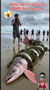 25K views · 80 reactions | Deep sea Oarfish Rescue #aicreator #AICreativity #oarfish #credittotherightfulownerofthisvideo | Idol J-Ar | Facebook