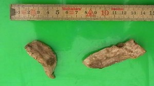 Orris root - Alchetron, The Free Social Encyclopedia